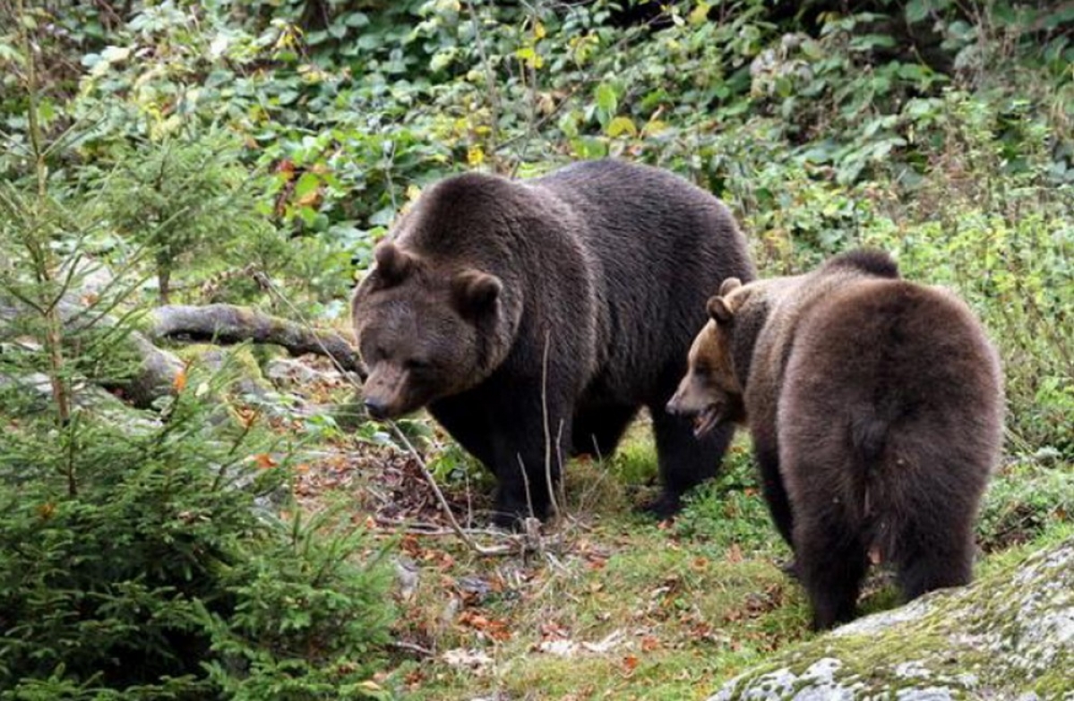 KAKO ZAVAROVATI ČREDE PRED VELIKIMI ZVERMI? - Primorski val - Radio ...